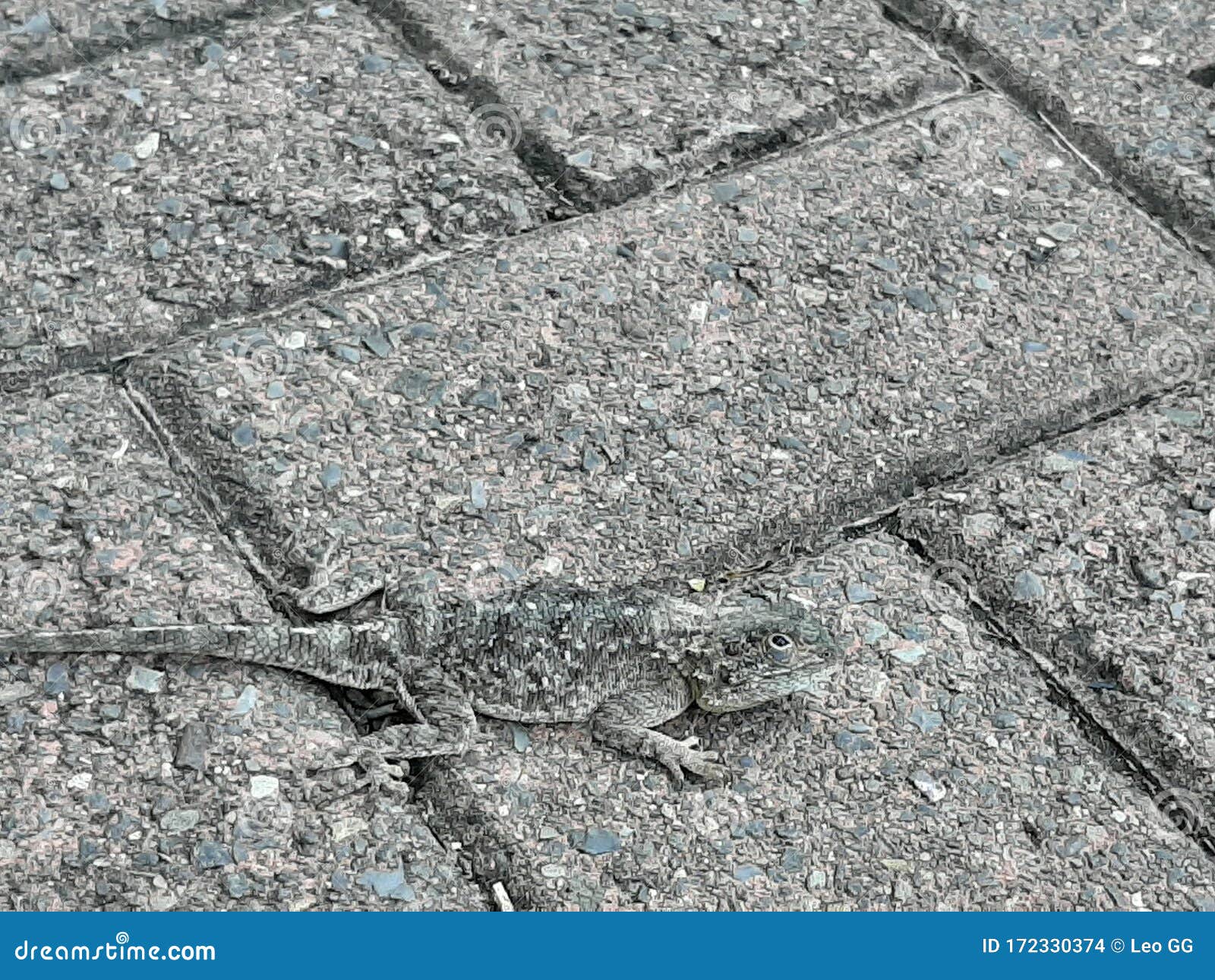 A Lizard on the Pavement Completely Blend in Stock Photo - Image of ...