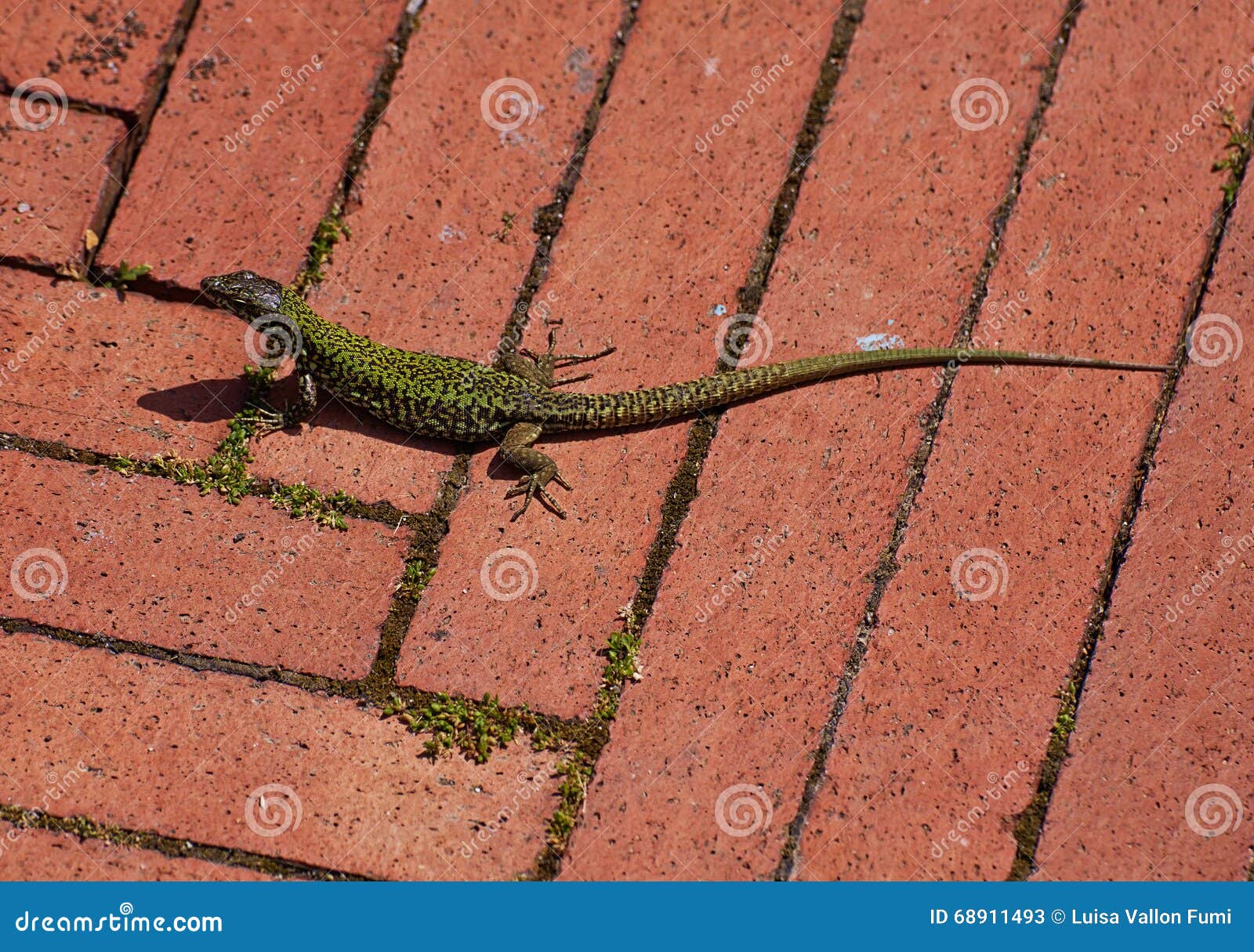 Lizard on Pavement in the Sun Stock Image - Image of color, reptile ...
