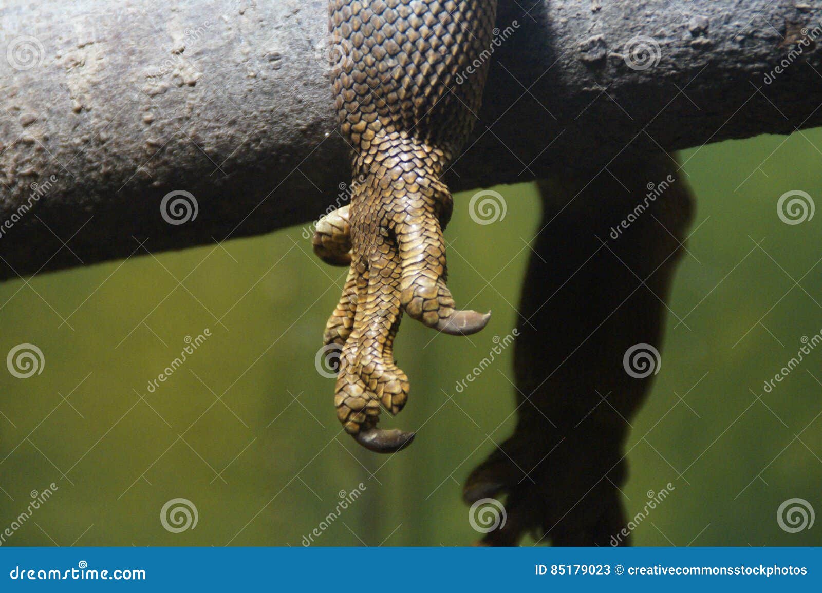 Lizard Paw Picture. Image: 85179023
