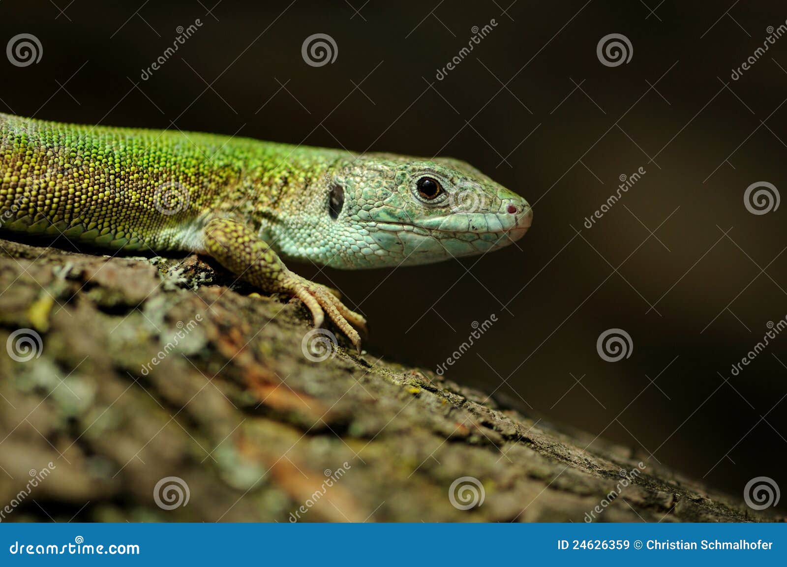 Lizard on a Peace of Wood stock image. Image of nature - 24626359