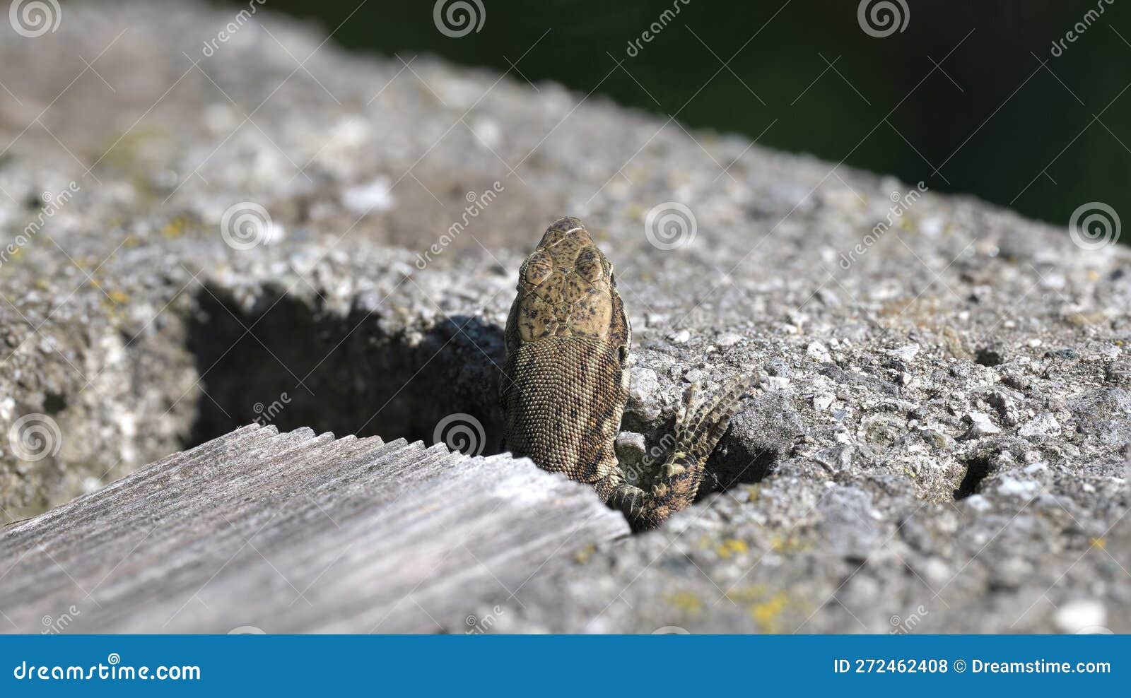 Lizard Peeking Out of Rock Crevice Stock Photo - Image of rock, lizard ...