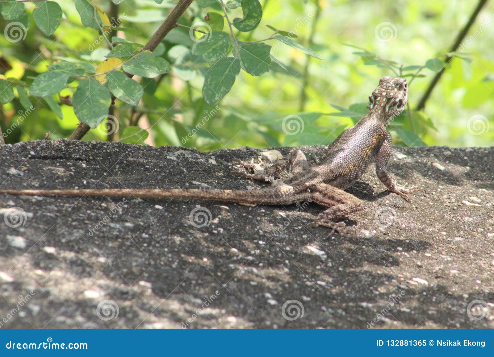 Lizard Peel it Scally Skin while in the Sun Stock Image - Image of ...