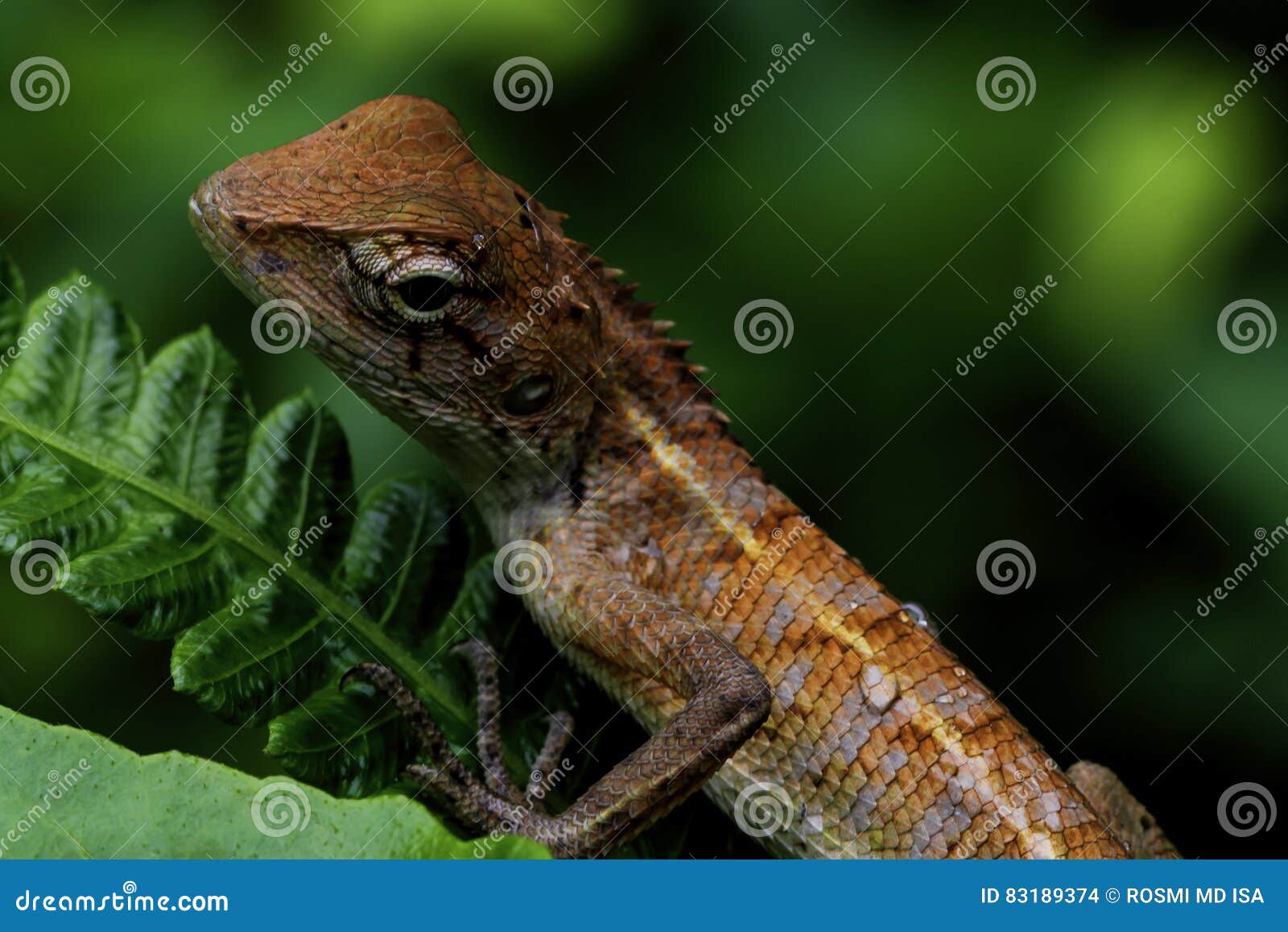 Lizard stock photo. Image of iguana, cool, lizard, position - 83189374