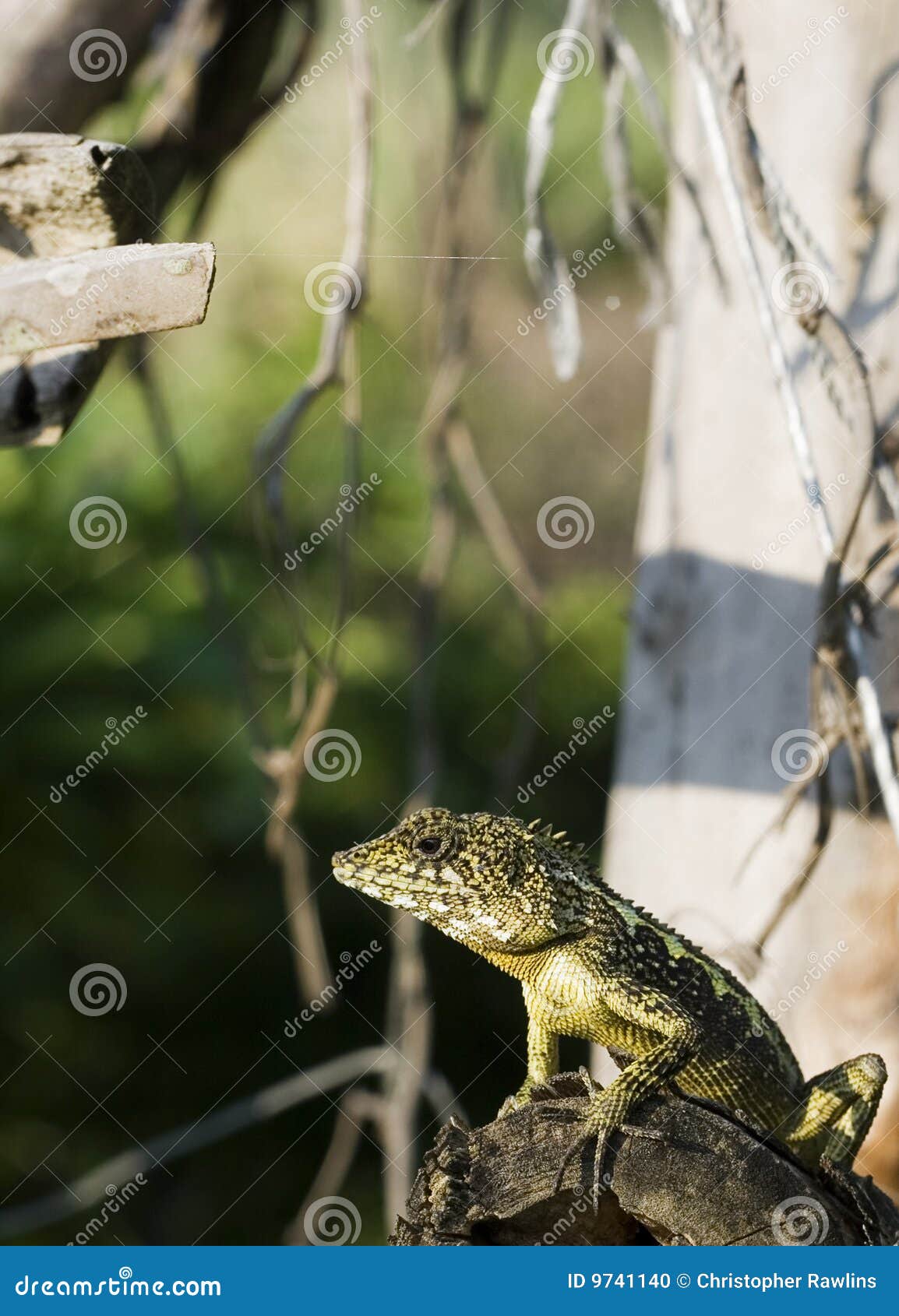 Lizard Taiwan Stock Photos - Free & Royalty-Free Stock Photos from ...