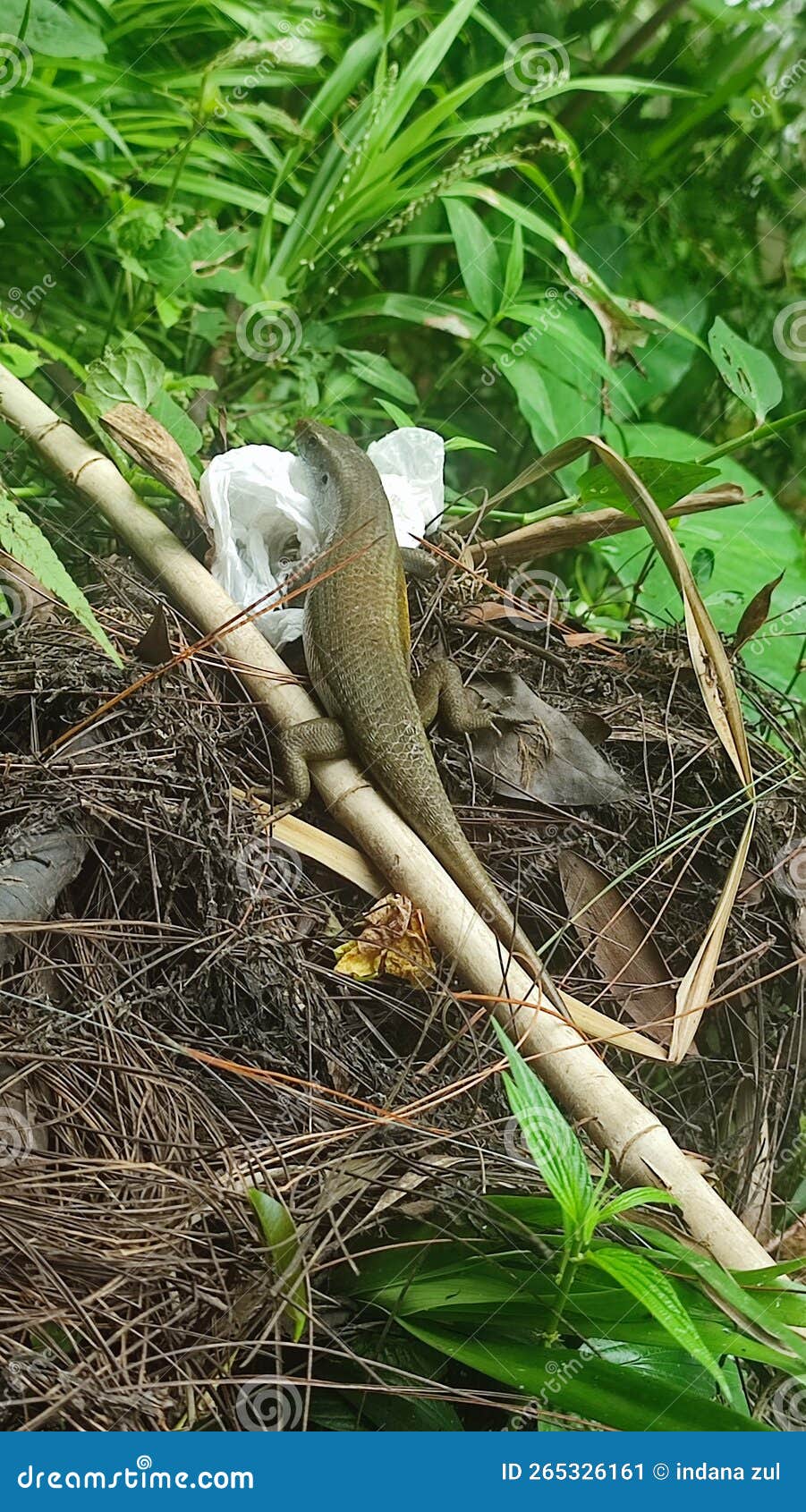 A lizard and plastic stock image. Image of pile, nature - 265326161