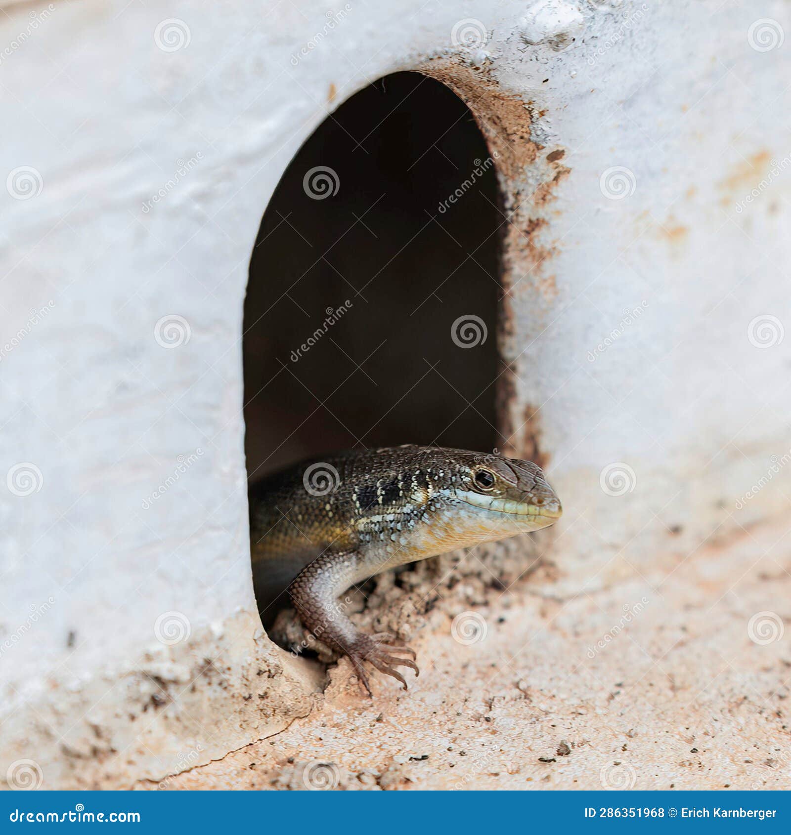 Lizard playing Peek a boo stock photo. Image of animals - 286351968