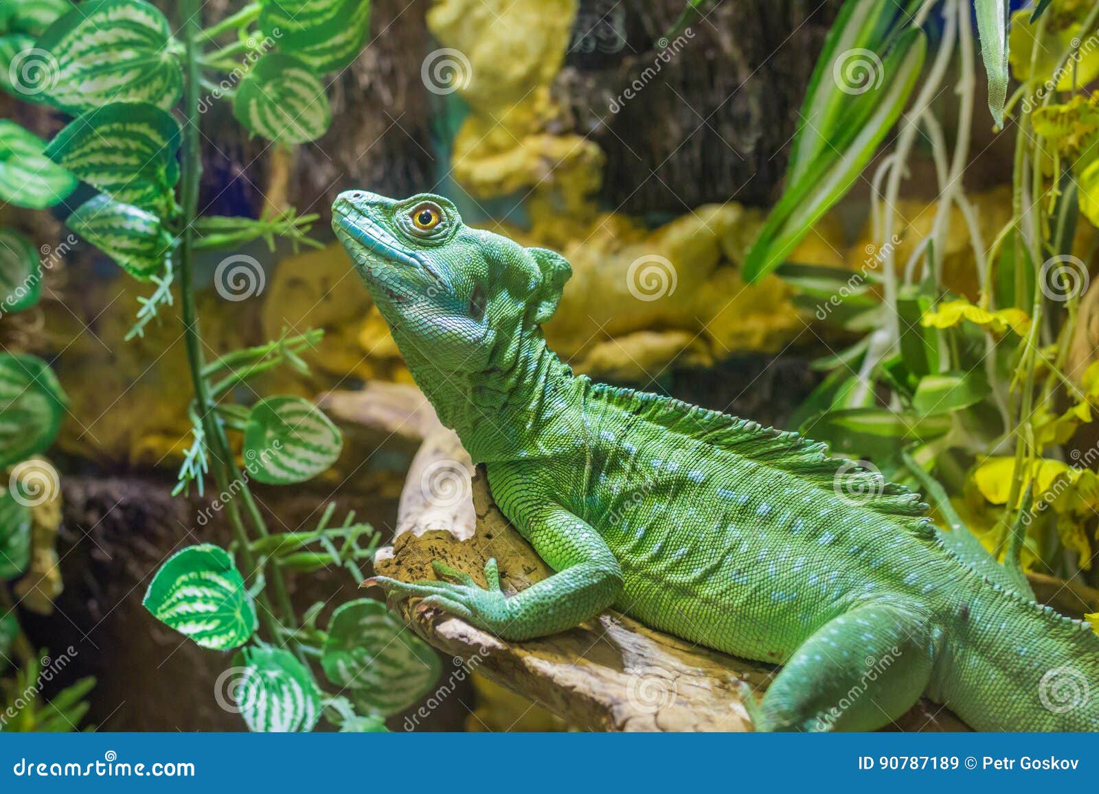 Lizard Plumed basilisk stock image. Image of animal, looking - 90787189