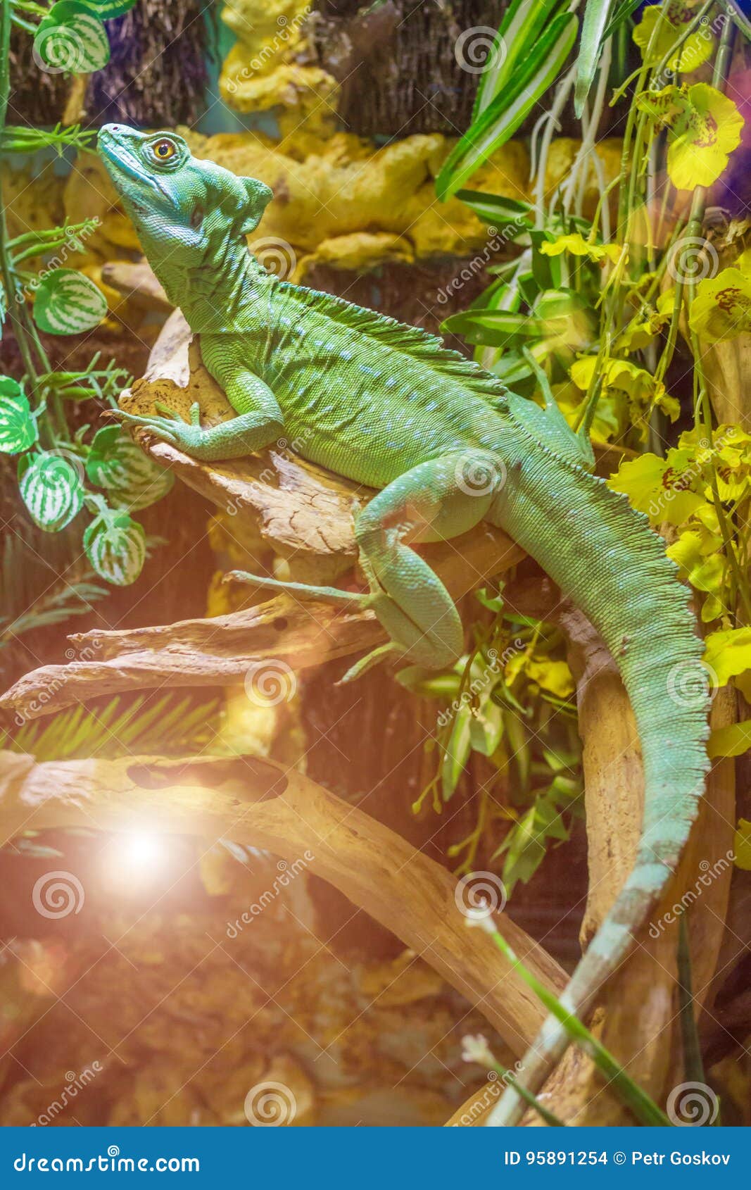 Lizard Plumed basilisk stock photo. Image of horns, beard - 95891254