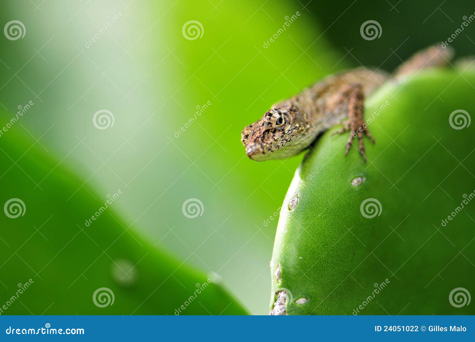 Lizard (Polychrotidae) stock photo. Image of predators - 24051022