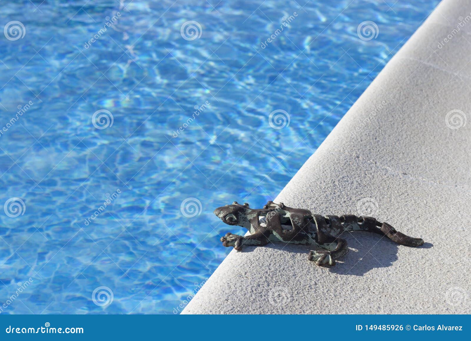 Lizard on a pool stock photo. Image of green, light - 149485926