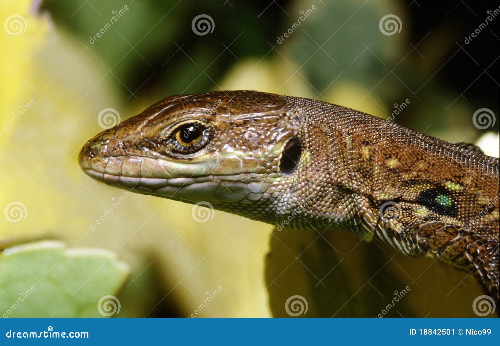 Lizard portrait stock image. Image of profiles, zoology - 18842501