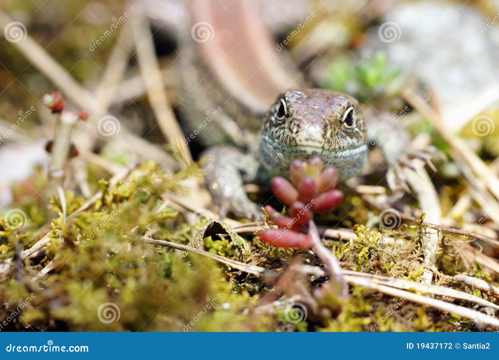 Lizard portrait stock photo. Image of wildlife, reptile - 19437172