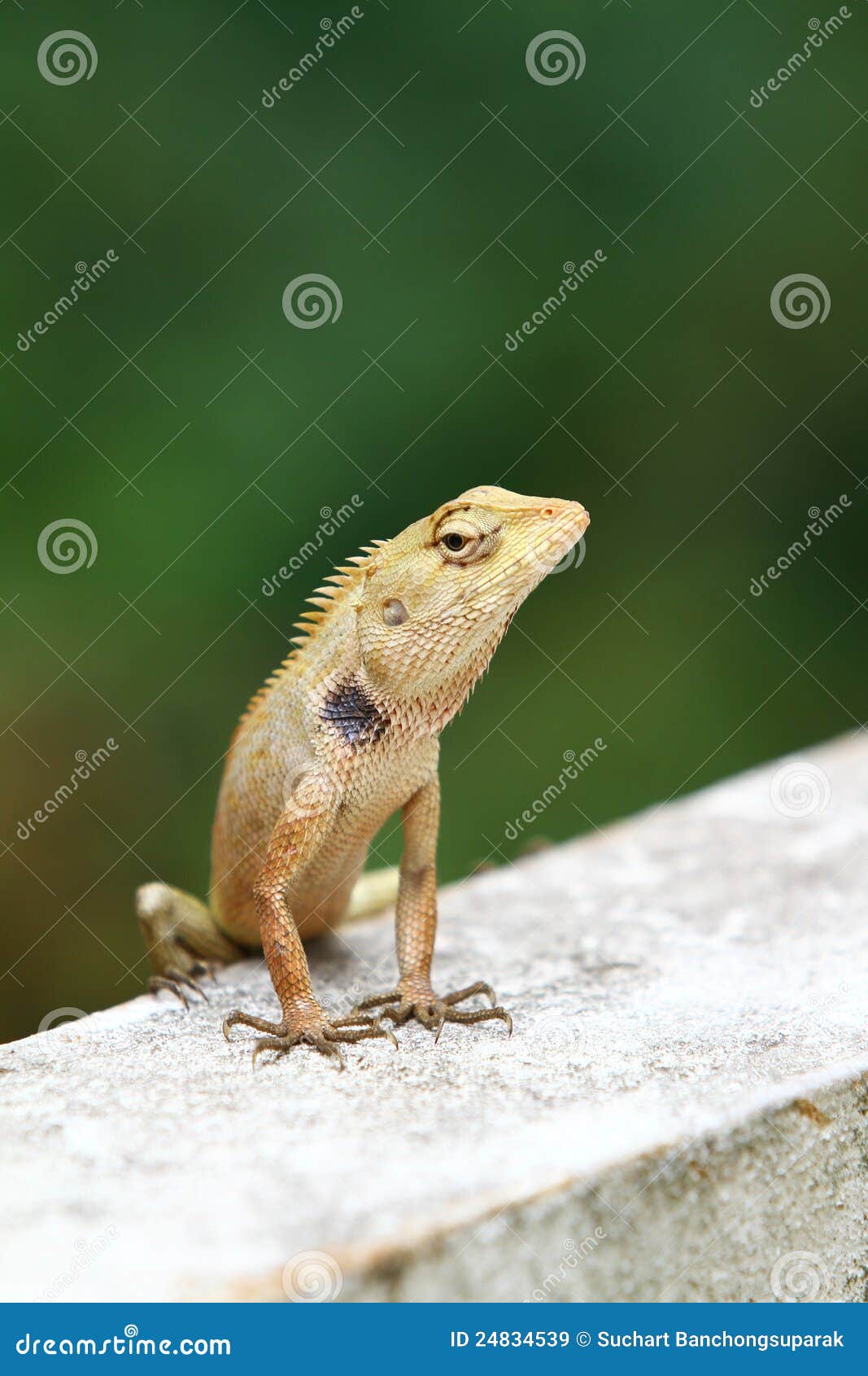 Lizard portrait stock image. Image of alertness, portrait - 24834539