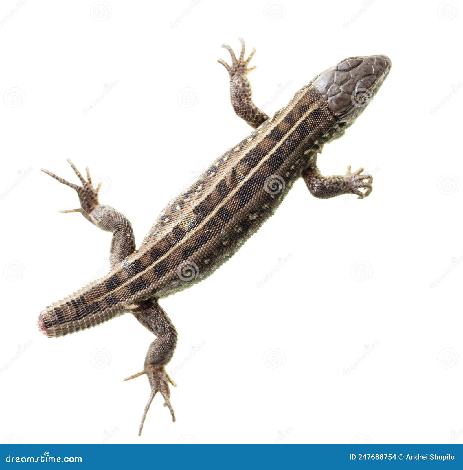 Lizard Portrait Isolated on White Background. Stock Photo - Image of ...