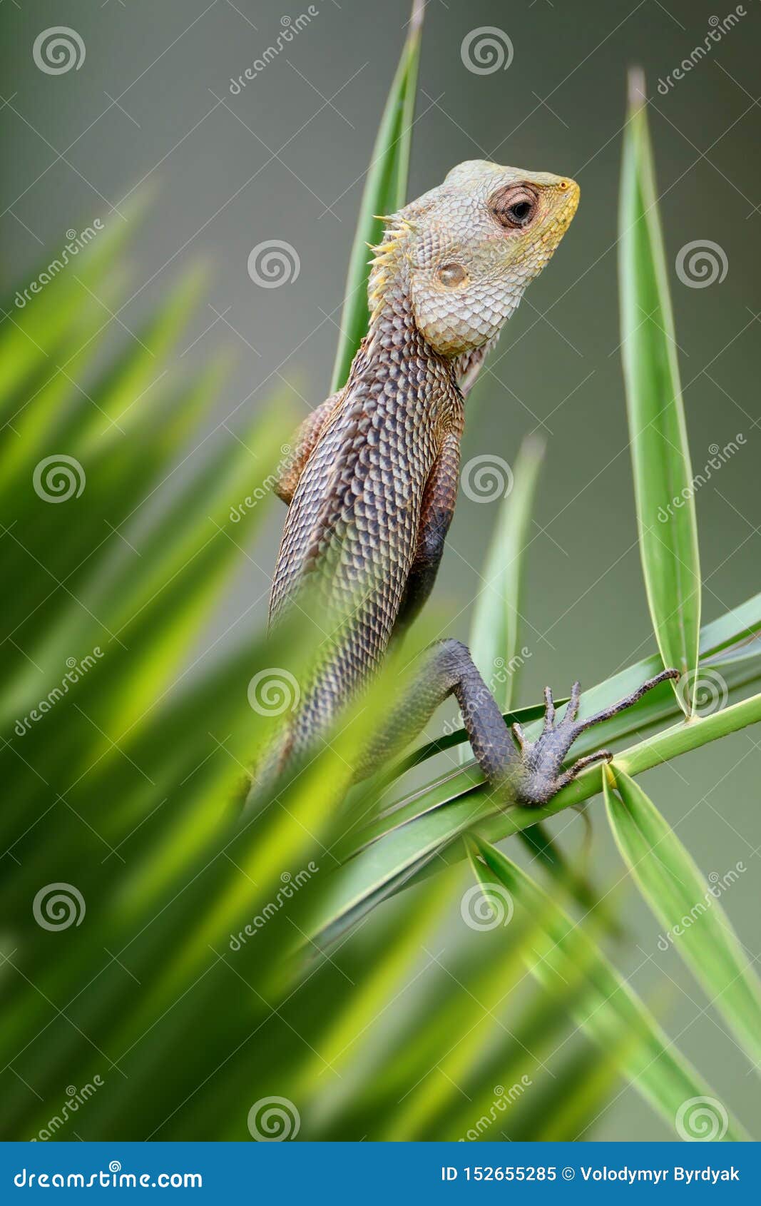 Lizard portrait in jungle stock image. Image of beauty - 152655285