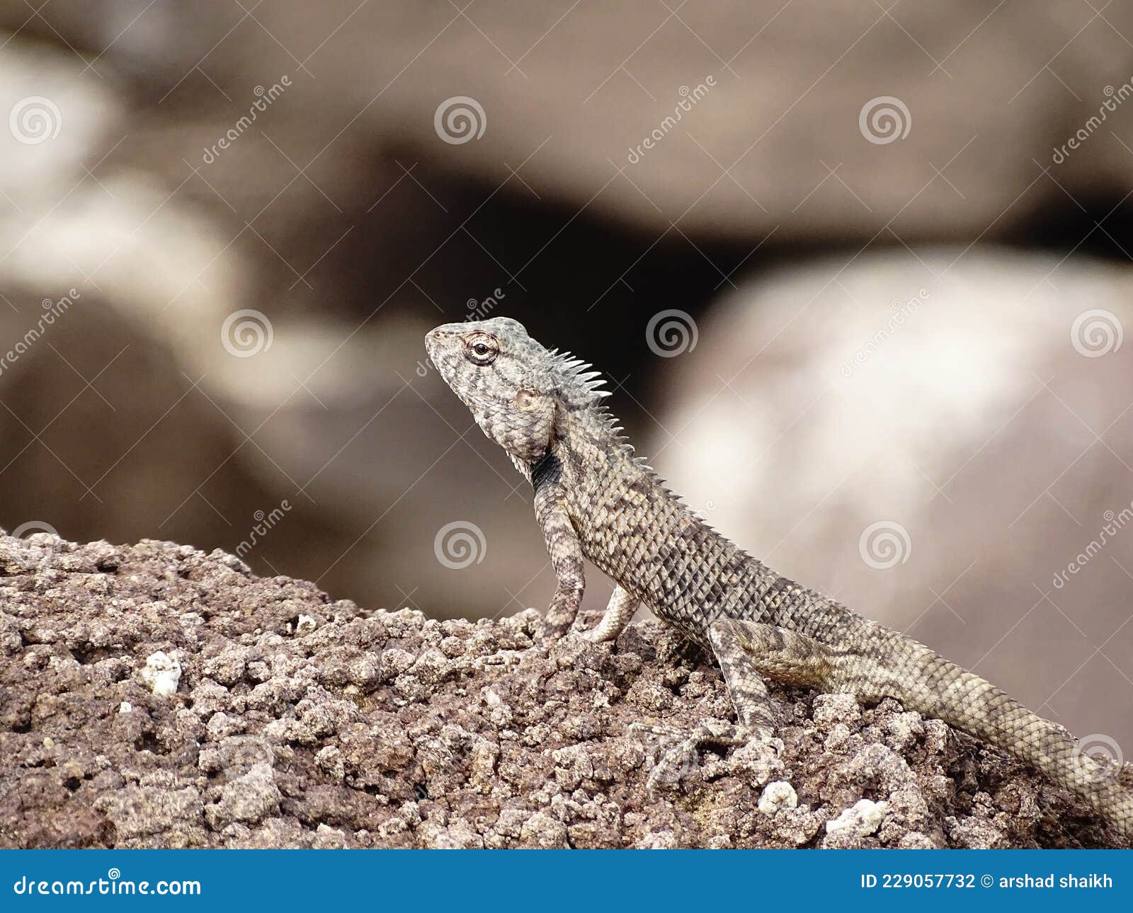 Lizard Portrait Photography Stock Photo - Image of portrait, branch ...