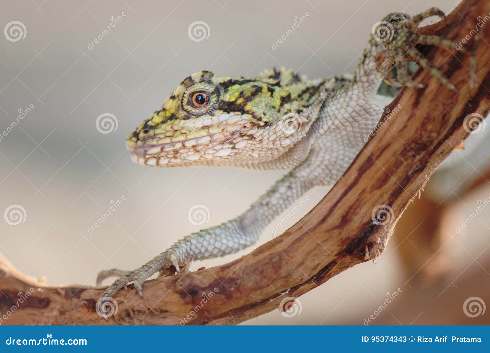Lizard Pose stock image. Image of macro, indonesia, soft - 95374343
