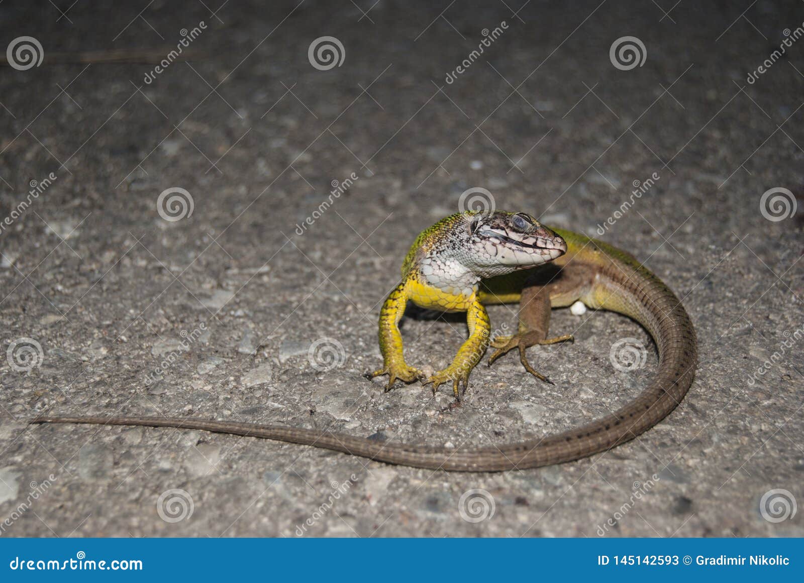 Lizard poses for a photo stock image. Image of macro - 145142593