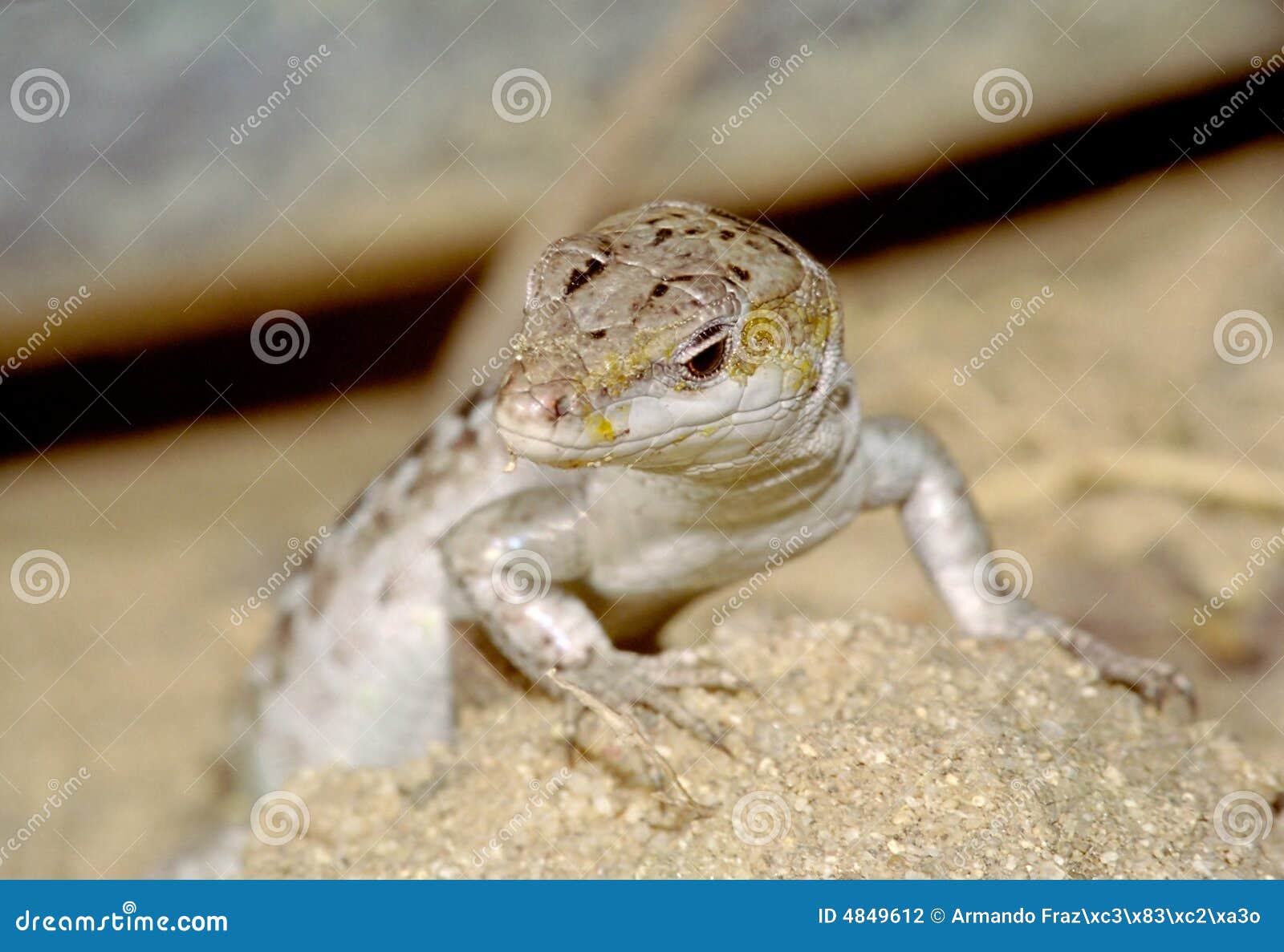 Lizard posing stock photo. Image of white, grey, lizard - 4849612