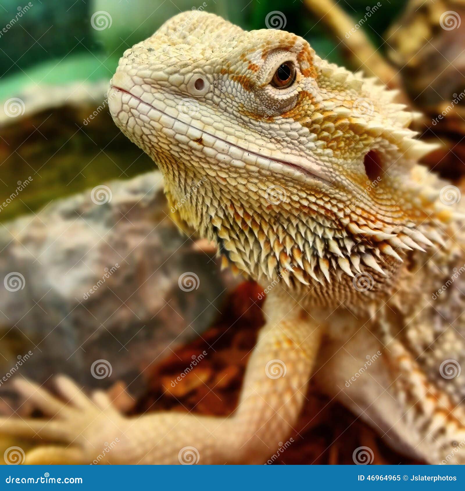 Lizard Posing for the Camera Stock Image - Image of komodo, thirsty ...