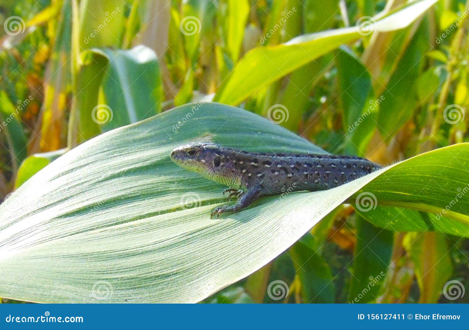 Lizard Posing on a Corn Leaf Stock Image - Image of jungle, anolis ...