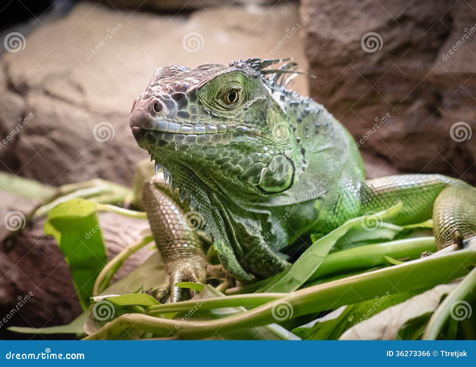 Lizard Posing stock photo. Image of outdoor, background - 36273366