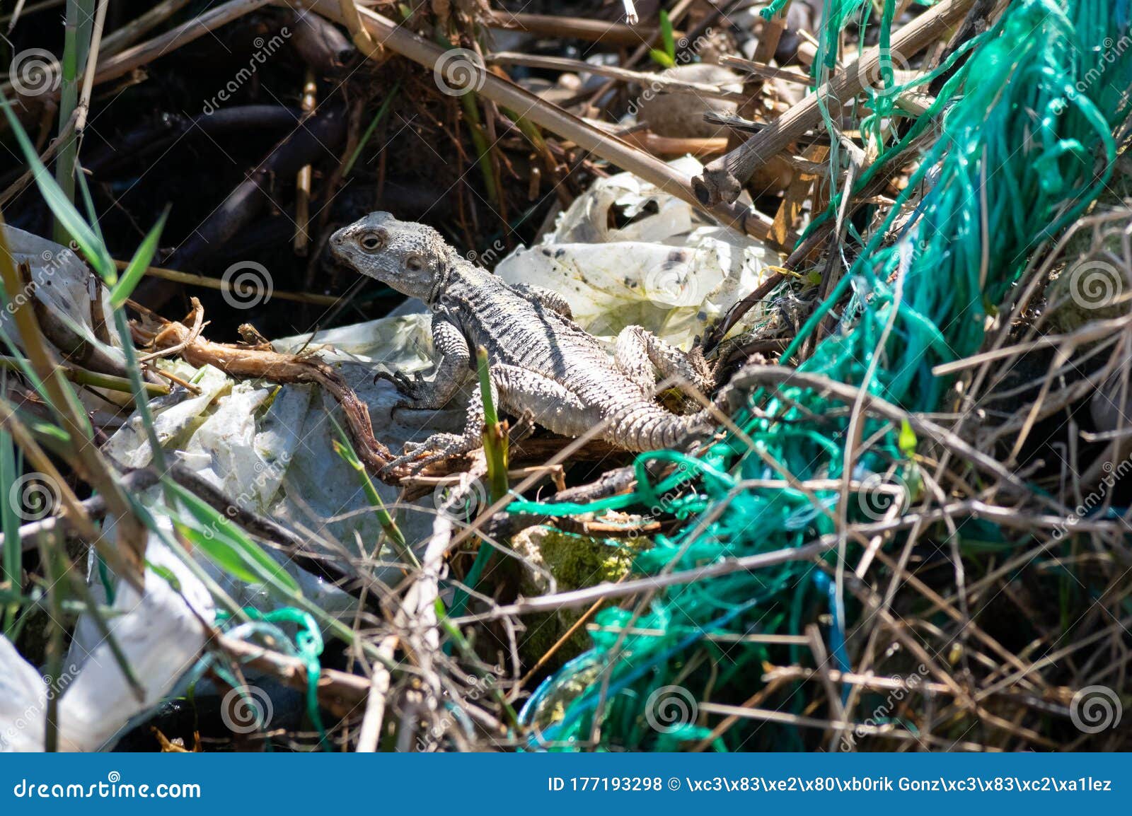 Lizard Posing on a Plastic Bag Stock Photo - Image of industry ...