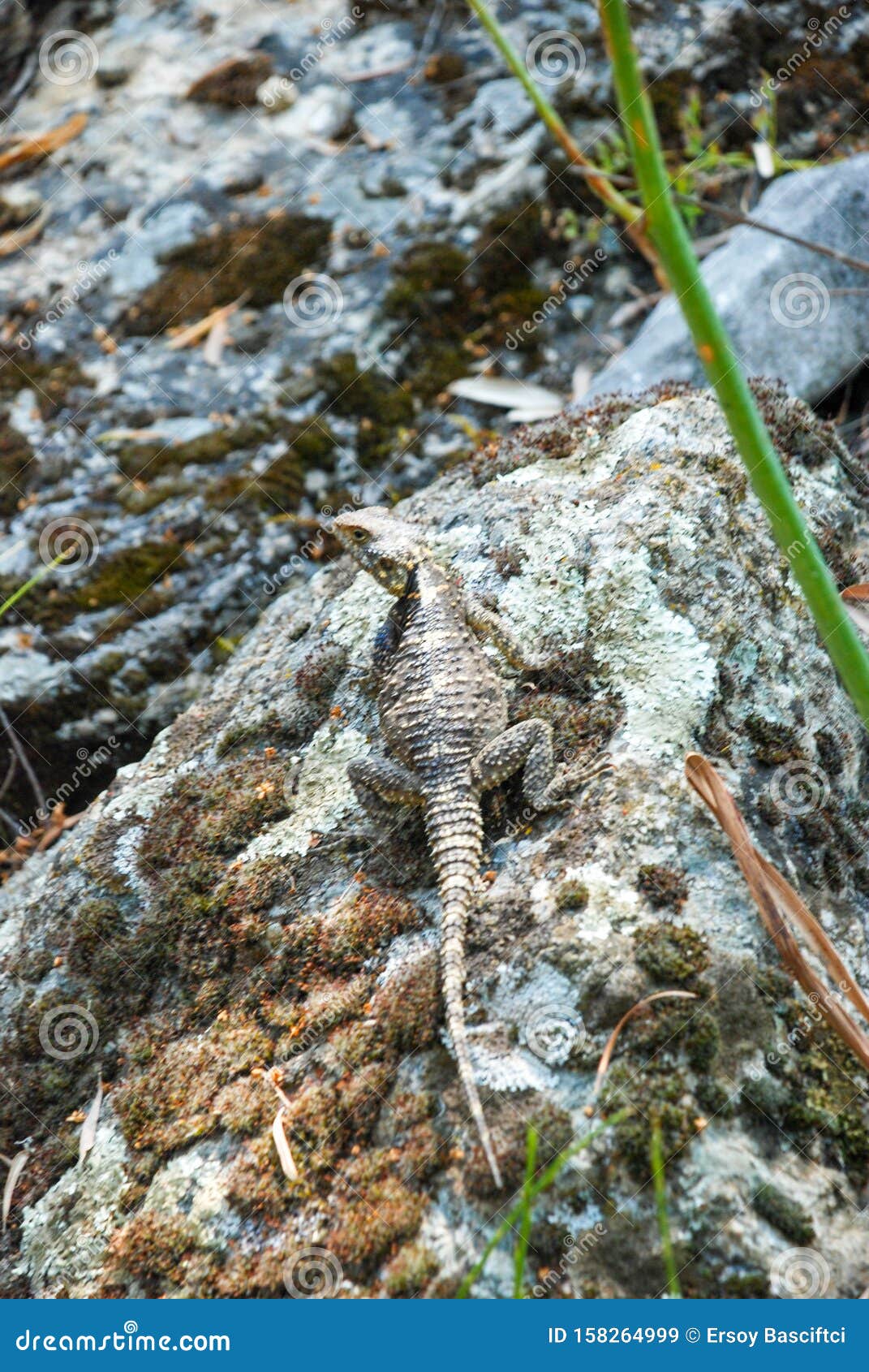 Lizard Posing on the Rock in Summer, Natural Background Stock Image ...