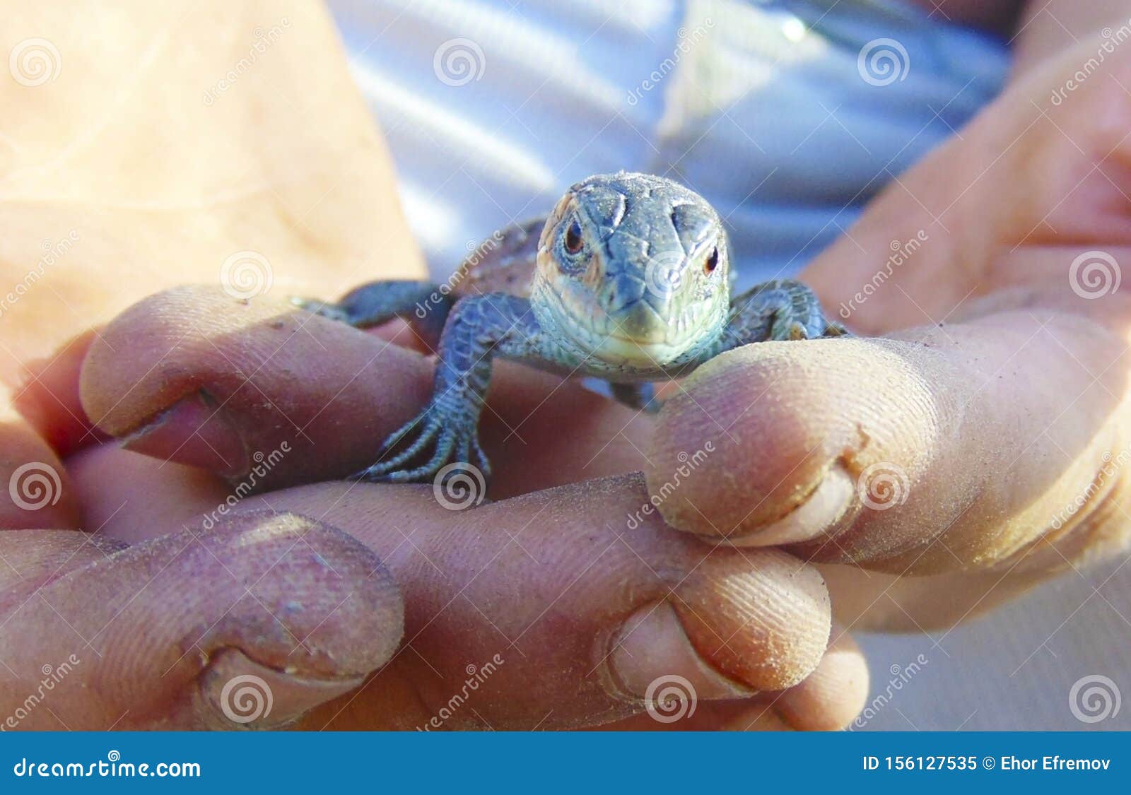 Field Lizard Held in His Arms. Stock Image - Image of held, lizard ...