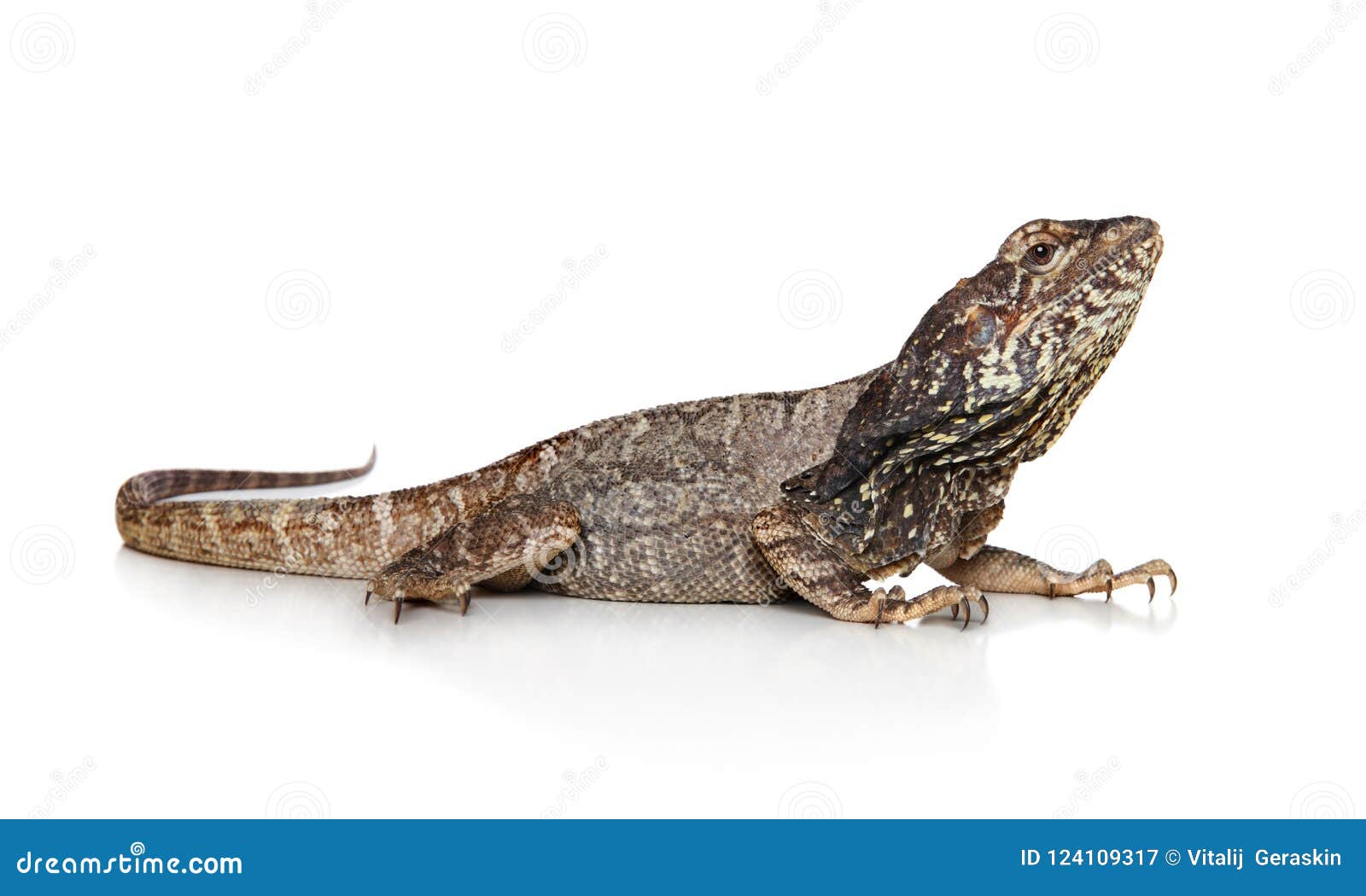 Lizard on white background stock image. Image of exotic - 124109317