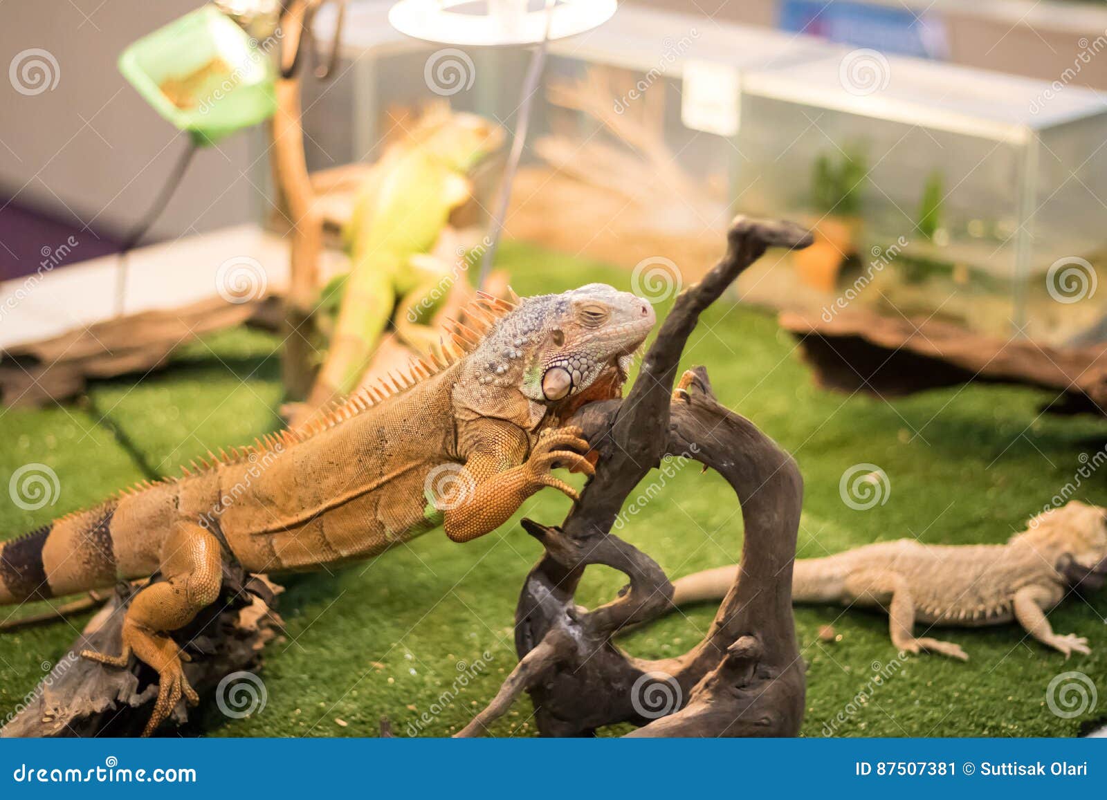 The Lizard Posting on Stick Stock Image - Image of lizard, nature: 87507381