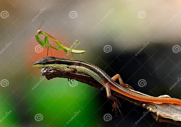 Lizard and Praying Mantis stock photo. Image of background - 56177366