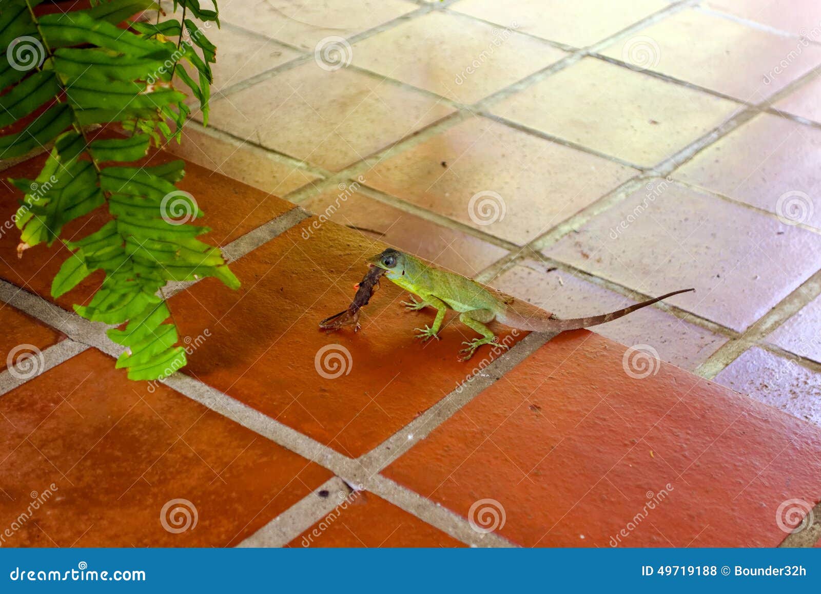 A Lizard in the Process of Eating Another Lizard Stock Photo - Image of ...