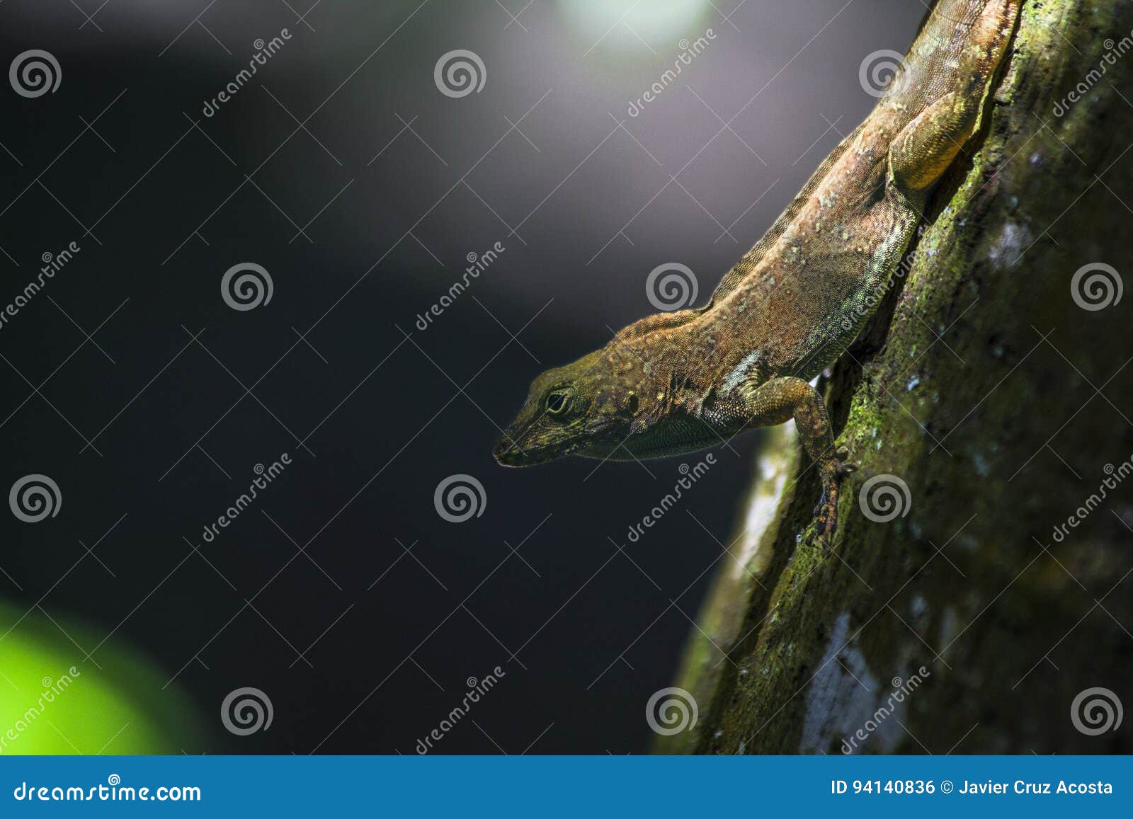Lizard from Puerto Rico stock photo. Image of reptilian - 94140836