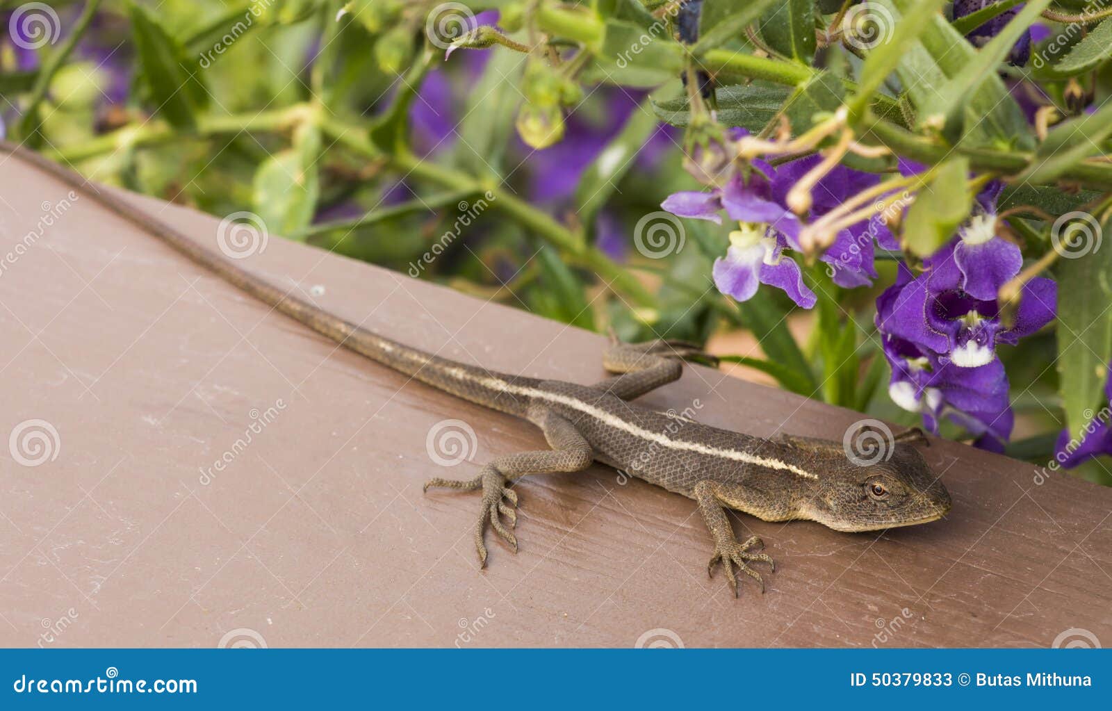 Lizard and purple flower stock image. Image of sleeps - 50379833