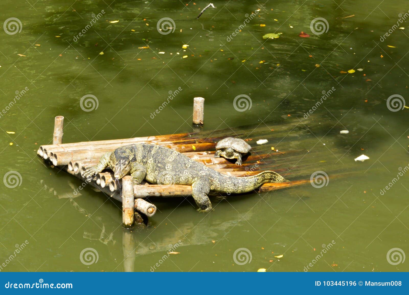 Lizard on raft stock photo. Image of varanus, turtle - 103445196