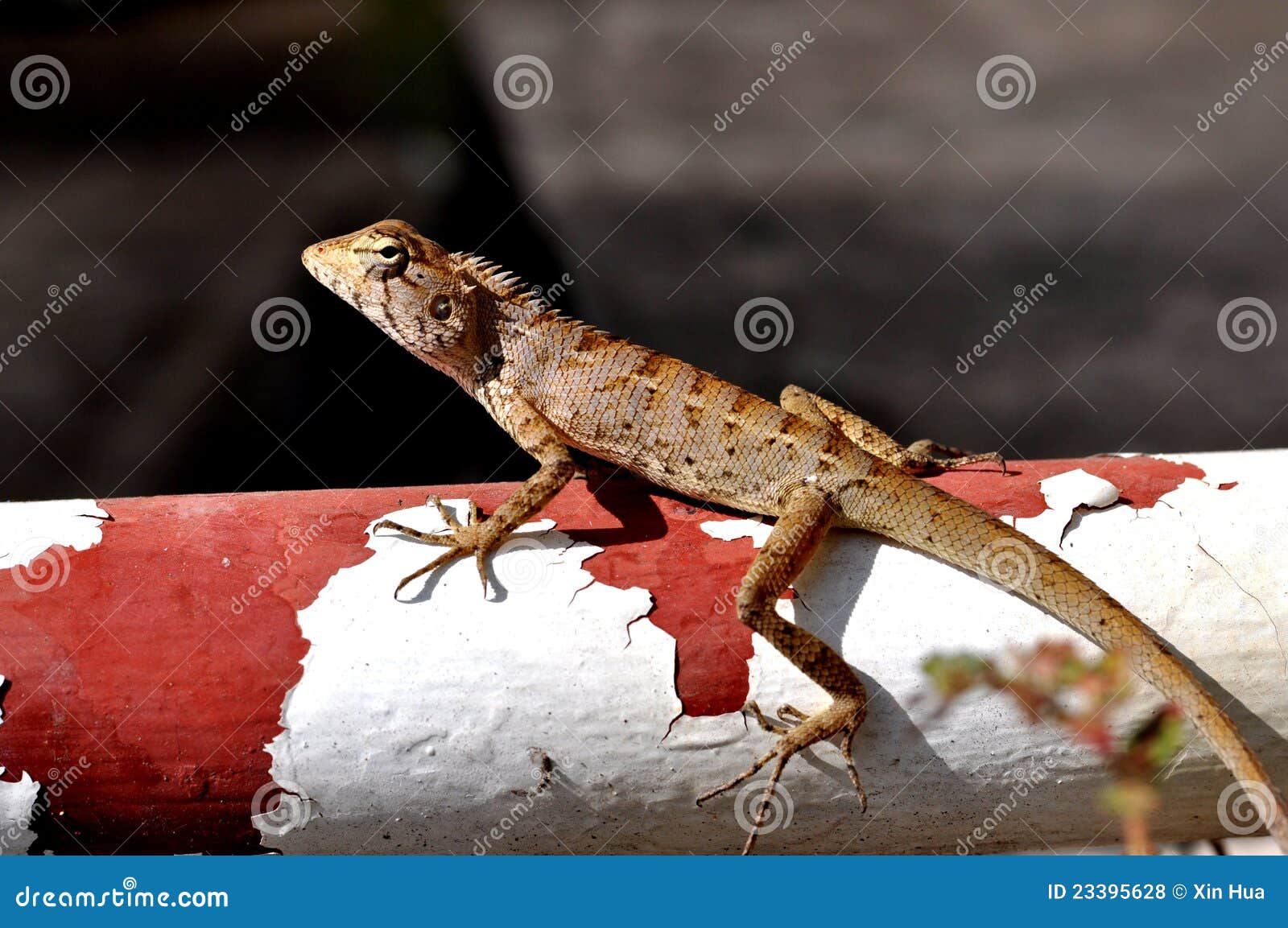 Lizard on the rail stock photo. Image of animal, reptiles - 23395628