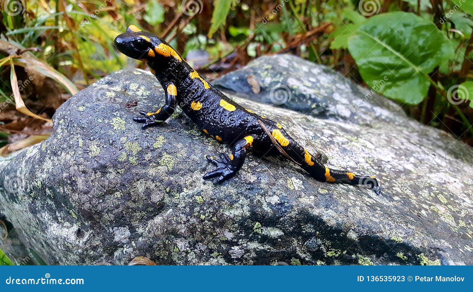 A lizard in the rain stock image. Image of creature - 136535923