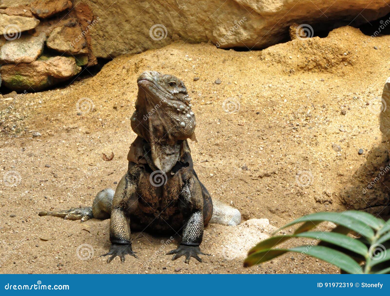 Lizard Raising Its Head in the Sand Stock Image - Image of animal ...