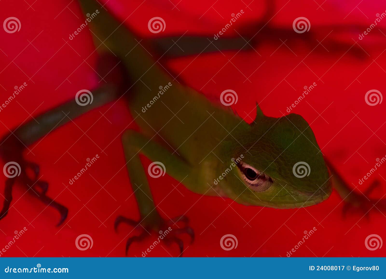 Lizard on a red stock image. Image of lizards, conform - 24008017