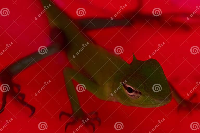 Lizard on a red stock image. Image of lizards, conform - 24008017