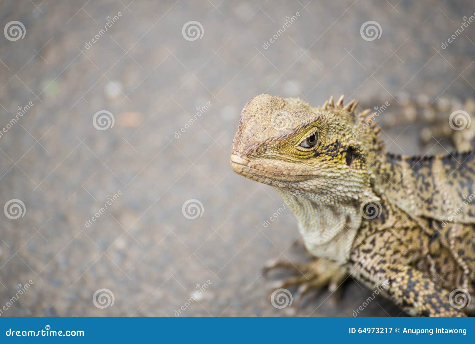 The lizard. stock image. Image of reptile, wild, natural - 64973217