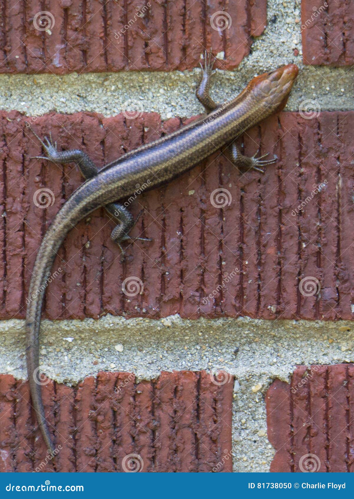 Lizard on red brick wall stock photo. Image of brown - 81738050