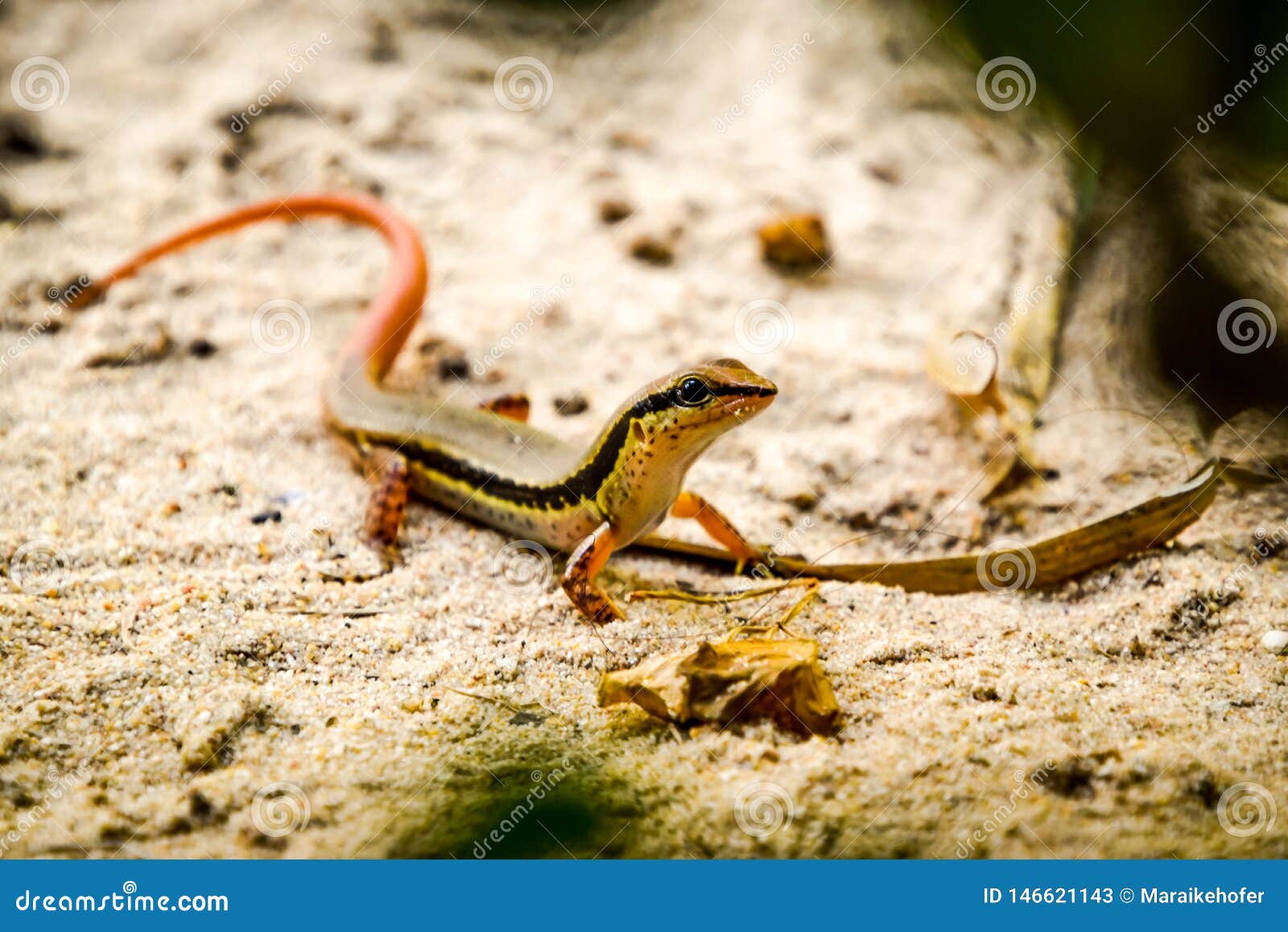 Lizard with Red Tail on Sandy Ground Stock Image - Image of lizard ...
