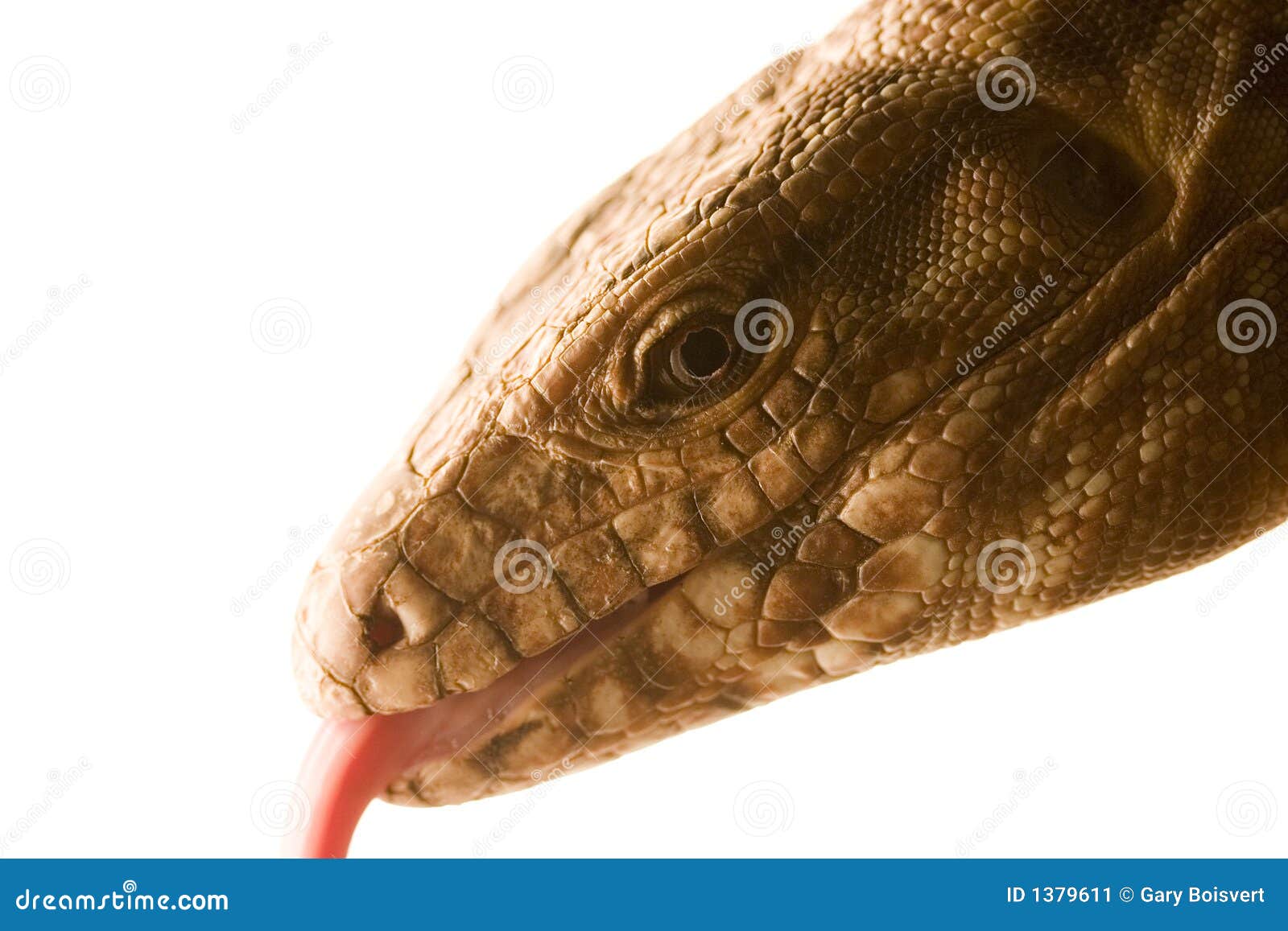 Lizard, red tegu close-up stock image. Image of tongue - 1379611