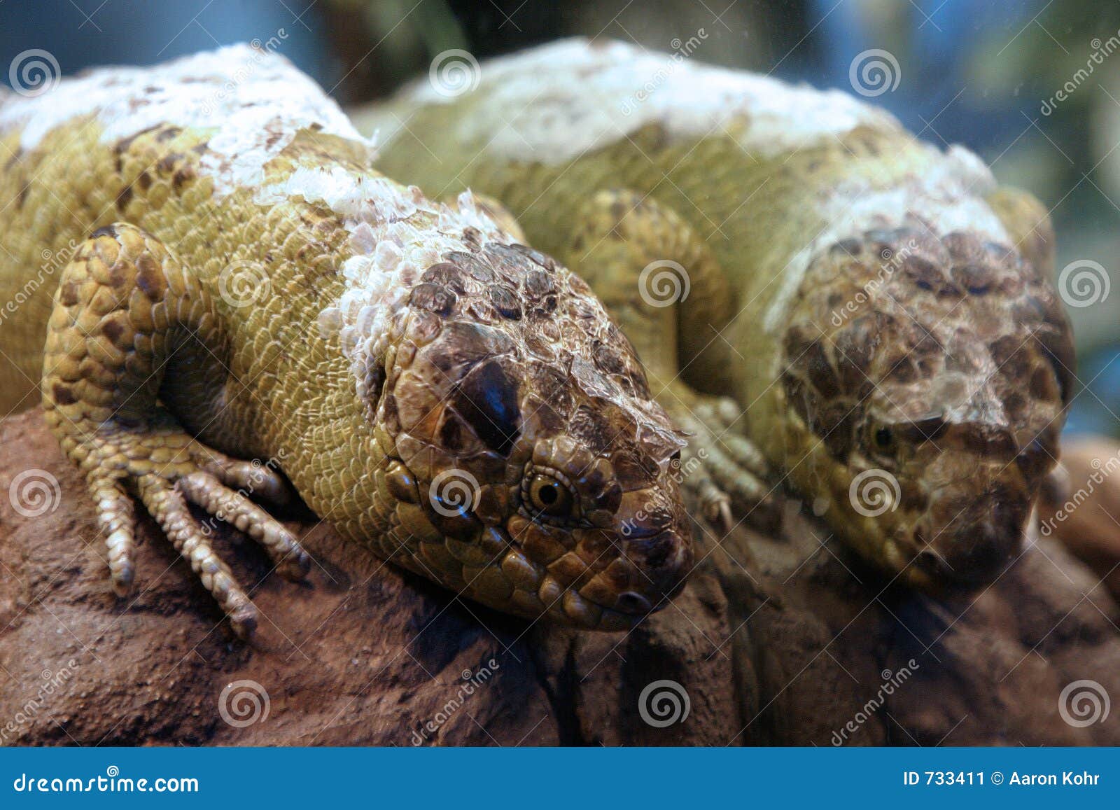 Lizard Reflection stock image. Image of animal, reptile - 733411