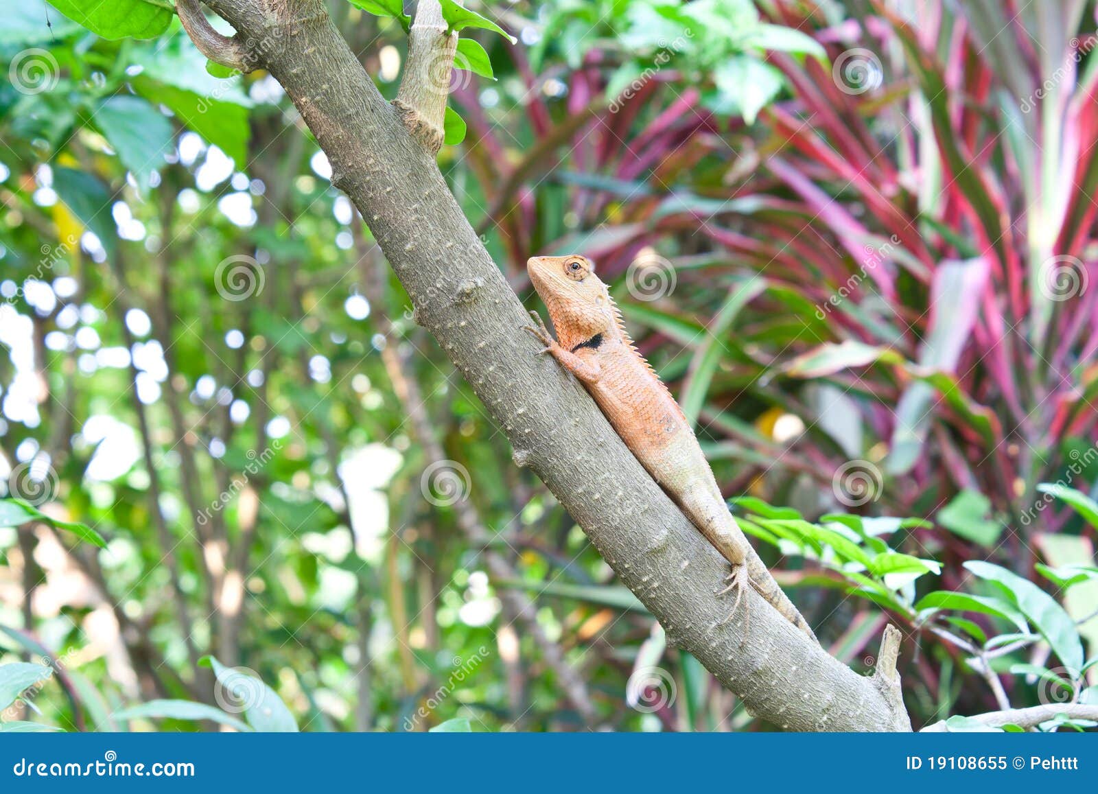 A Lizard Relaxes on a Branch Stock Image - Image of relaxation ...