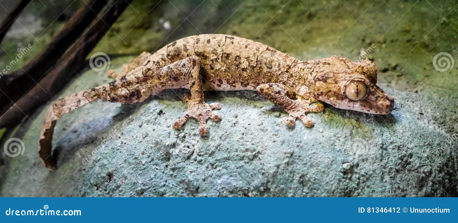 A Lizard Relaxing on a Stone. Stock Photo - Image of sitting, eyes ...
