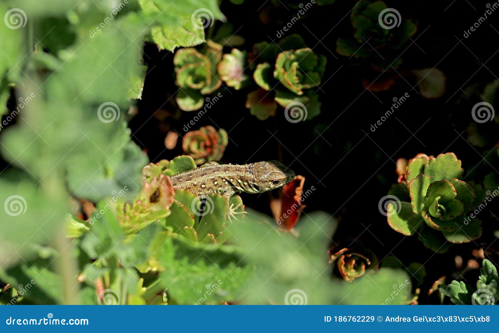 Lizard Sunbathing in the Garden Stock Image - Image of green, nature ...