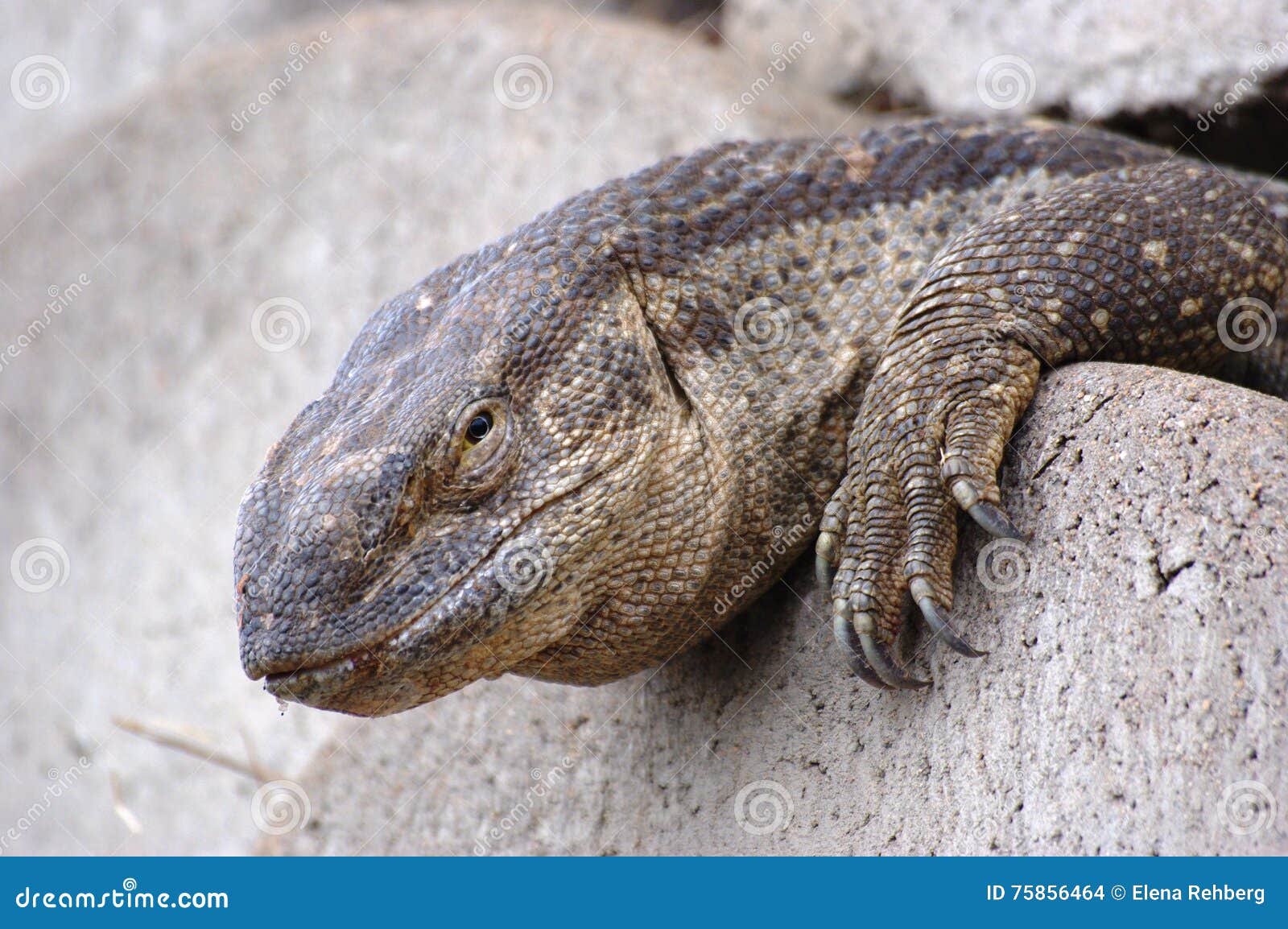 Lizard stock photo. Image of looking, isolated, abstract - 75856464